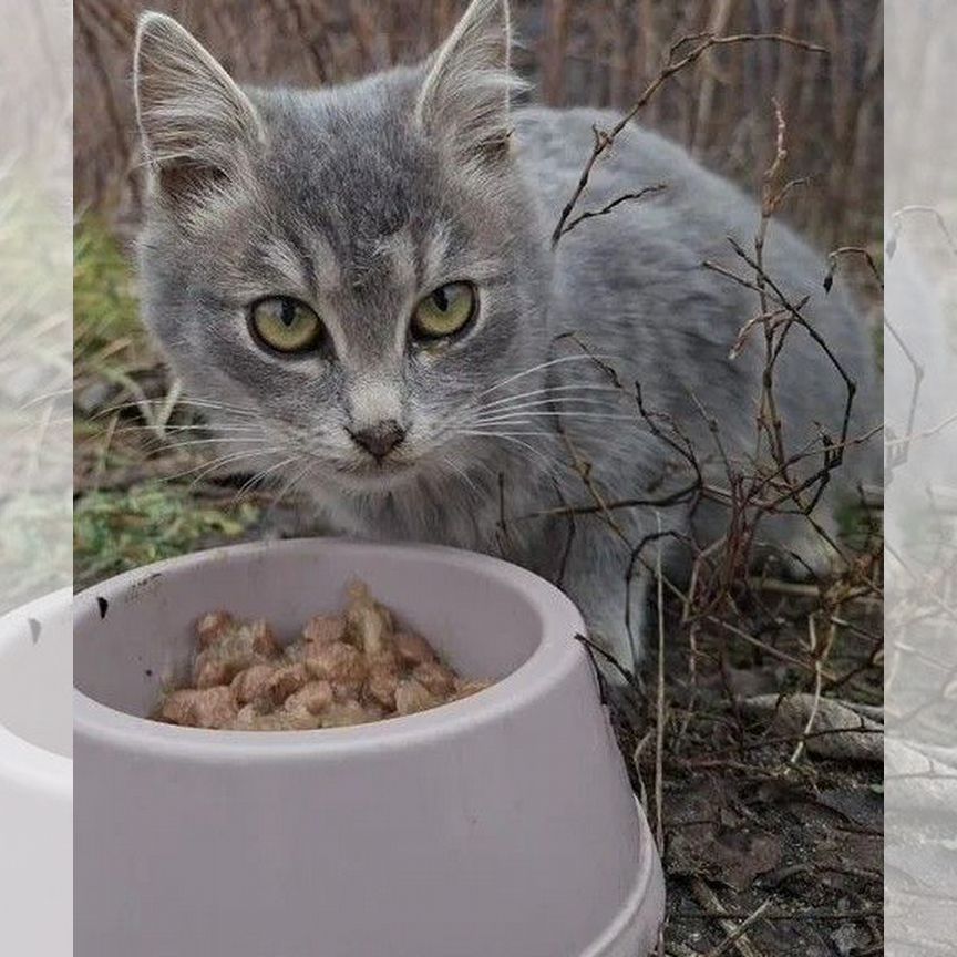 Котёнок в добрые руки