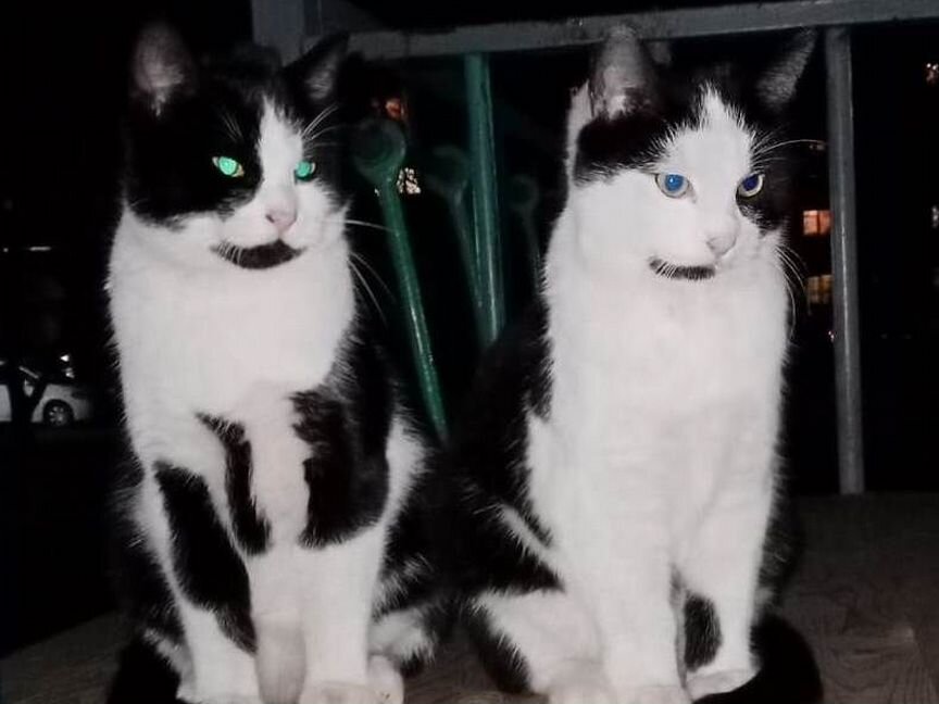 Братишек - в добрые руки