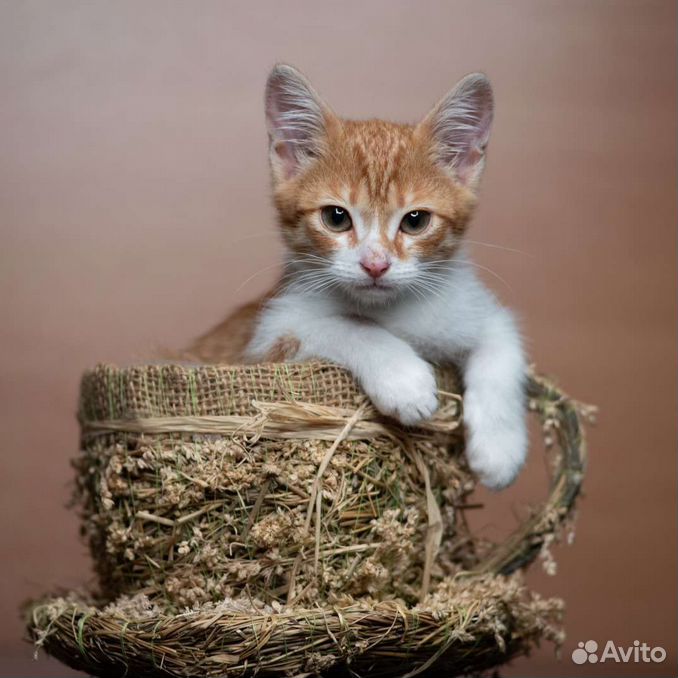 Рыжая кошка 2 месяца в дар