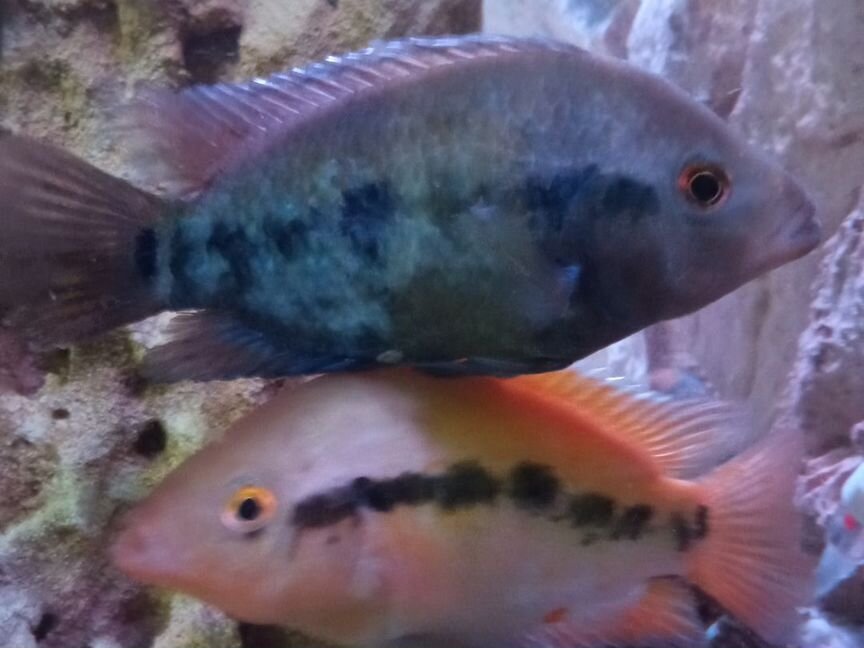 Рыбки цихлиды