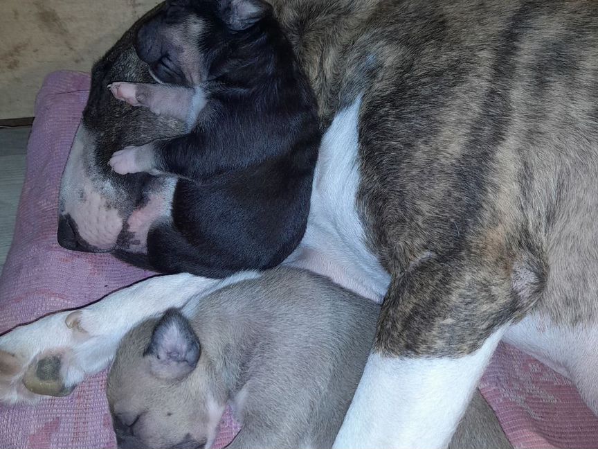 Стандартный бультерьер щенки