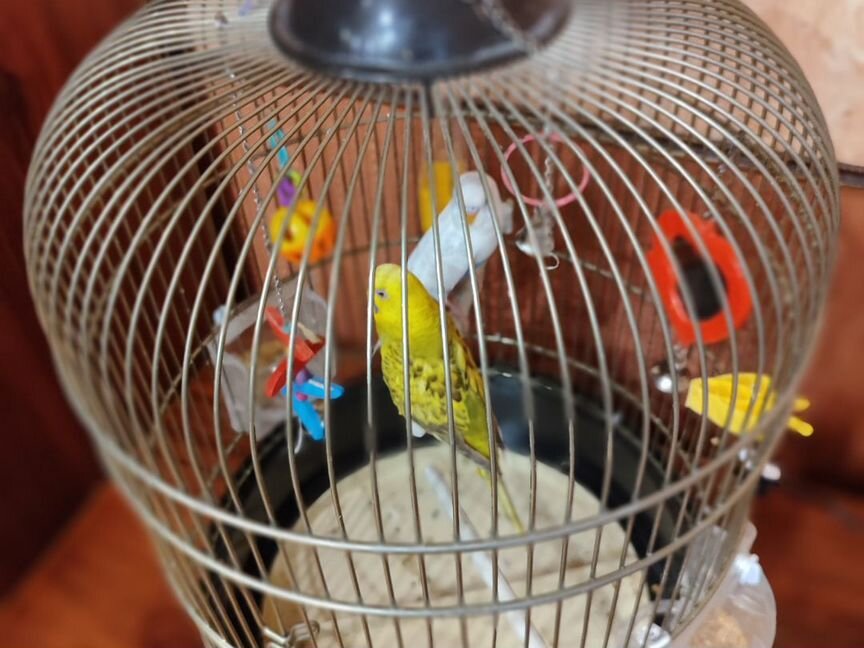 Попугайчики волнистые