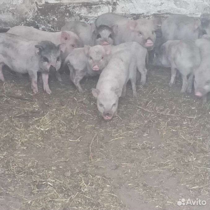 Вьетнамские поросята