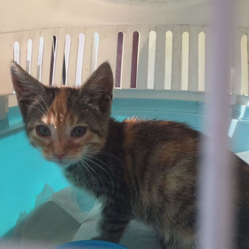 Котенок ищет дом или передержку