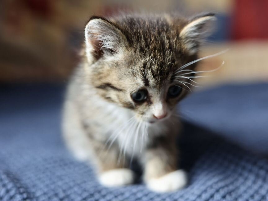 Котенок Маленькая Радость
