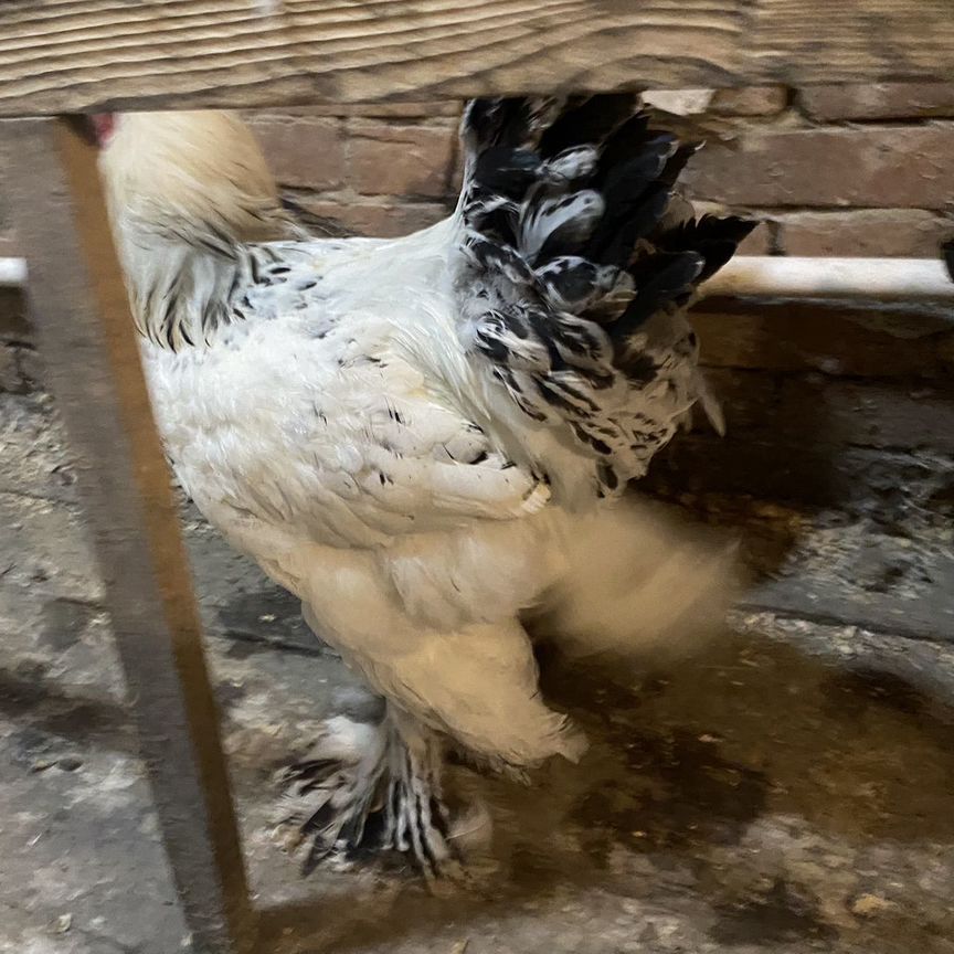 Петухи породы брама