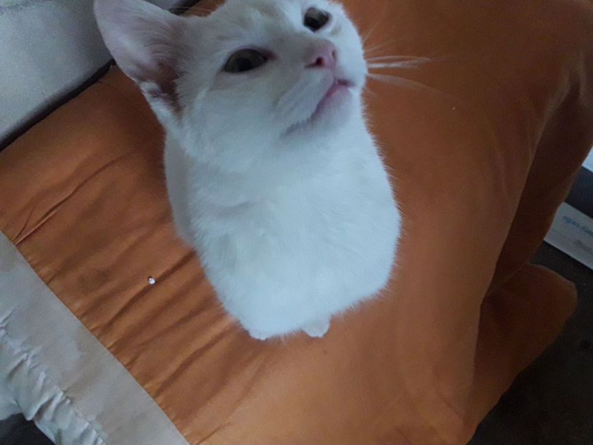 Котята в добрые руки бесплатно мальчик