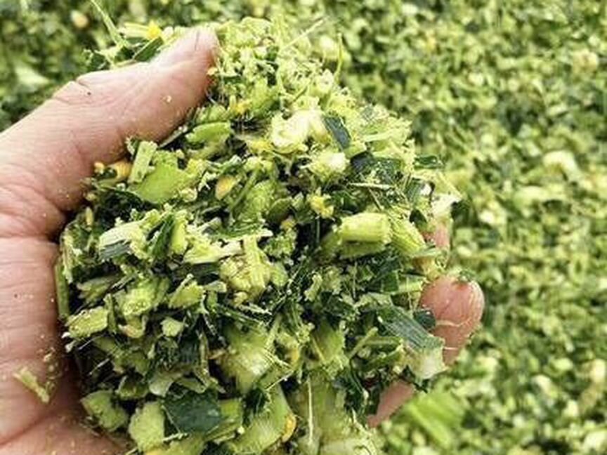 Кукрузный силос