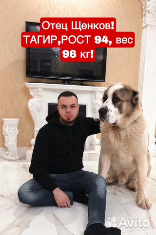Гигантские щенки алабая