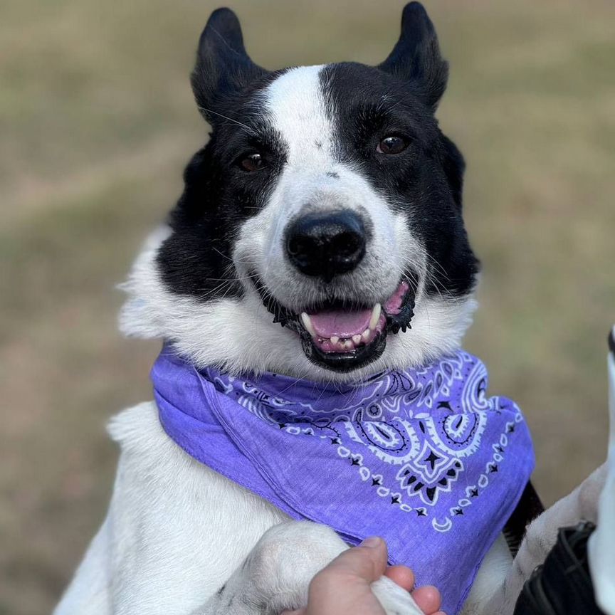 Бедный пес Бим из приюта Некрасовка