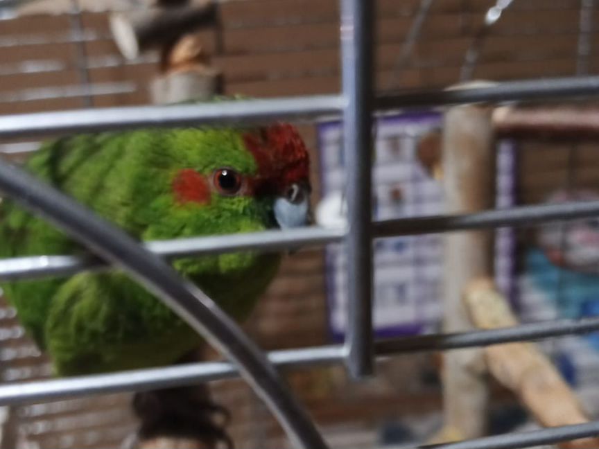 Попугай какарик бесплатно