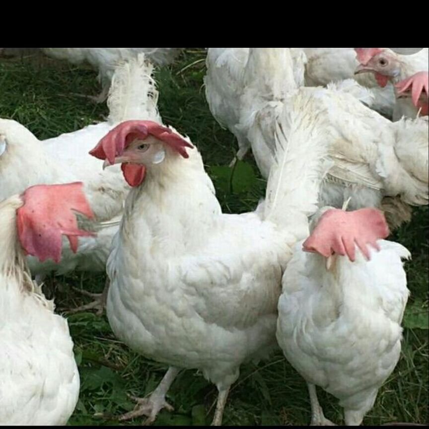 Куры несушки продам