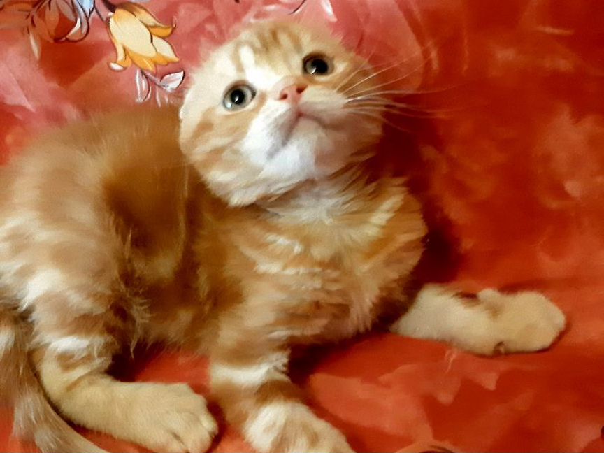 Шотландский котик