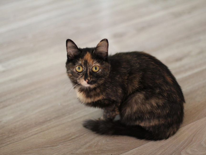 Малышка в добрые руки