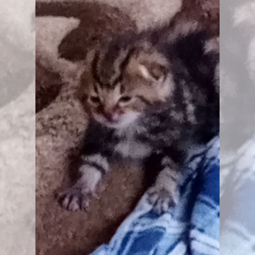 Шотландский вислоухий короткошёрстный котёнок