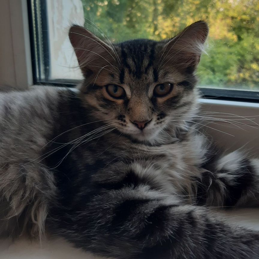 Котёнок, мальчик, 3,5 мес., к туалету приучен