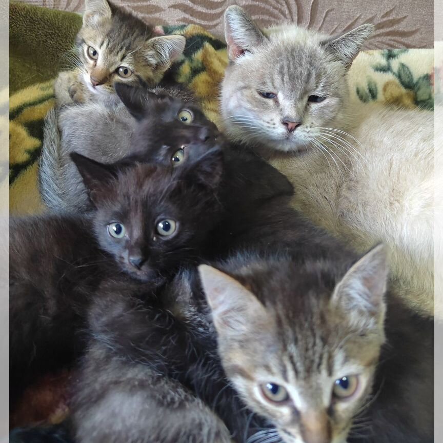Котята в добрые руки
