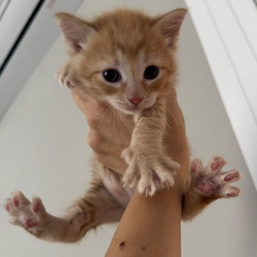 Котята