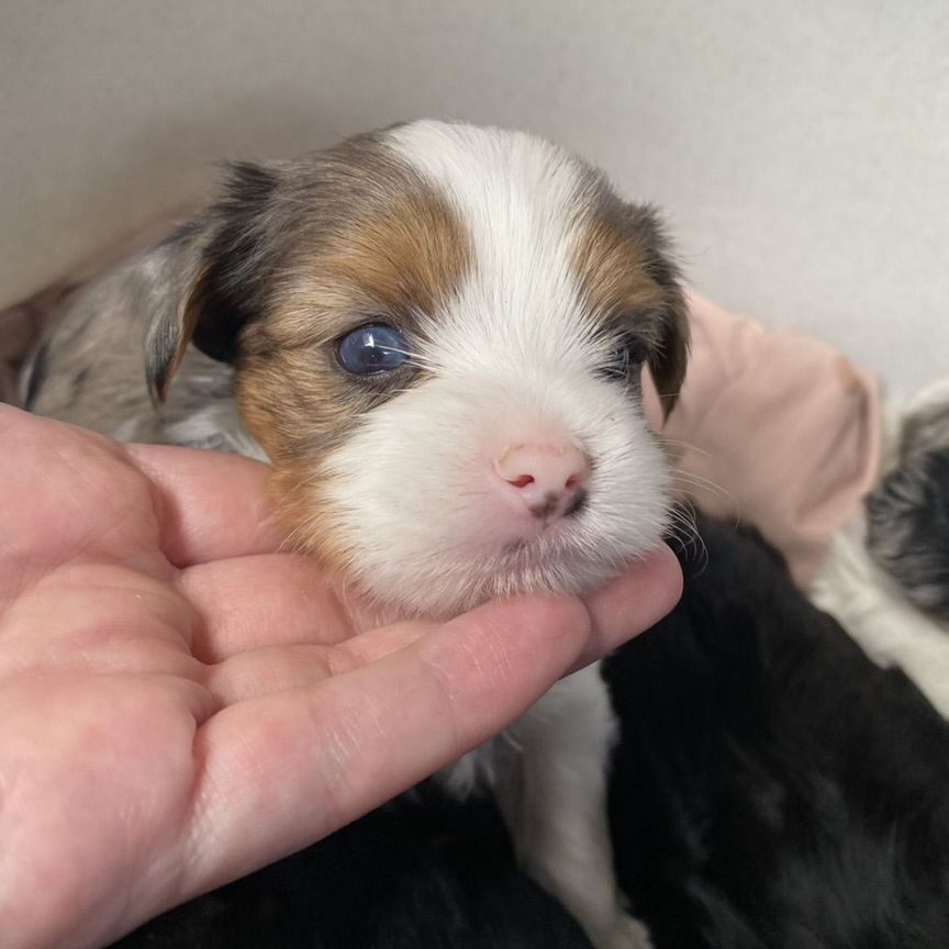 Бивер-йоркширский терьер, щенок