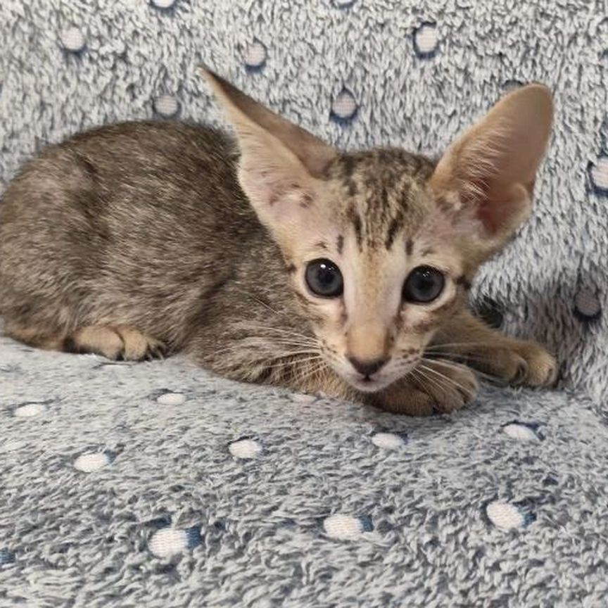 Ориентальный котёнок