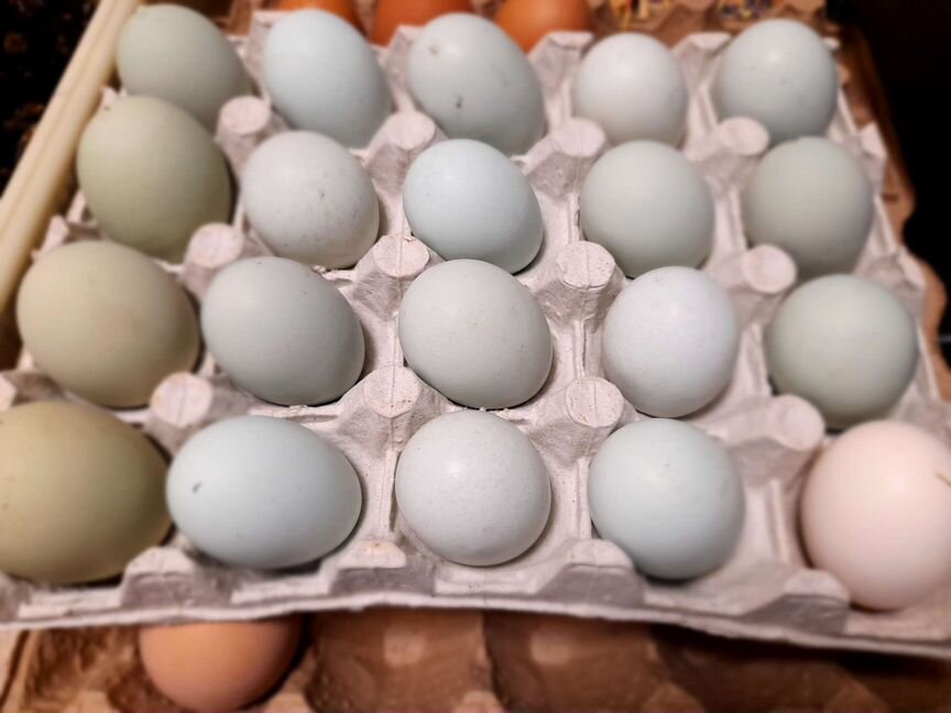 Ия ухейилюй, павловское золото, барковская