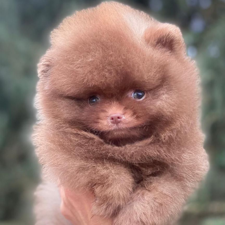 Померанский шпиц щенок мальчик