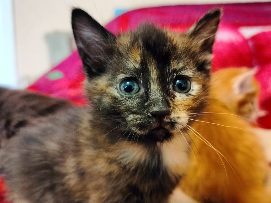 Котята в добрые руки Веселые, озорные