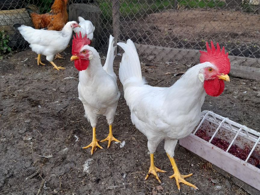 Молодые петухи