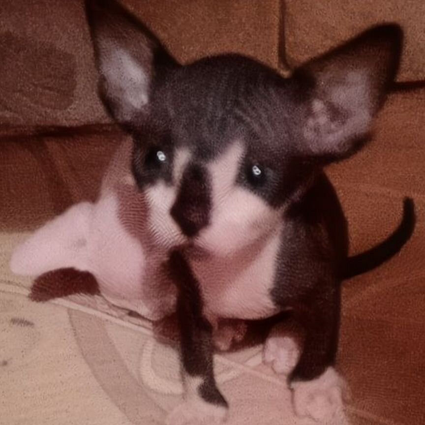 Донской сфинкс котёнок