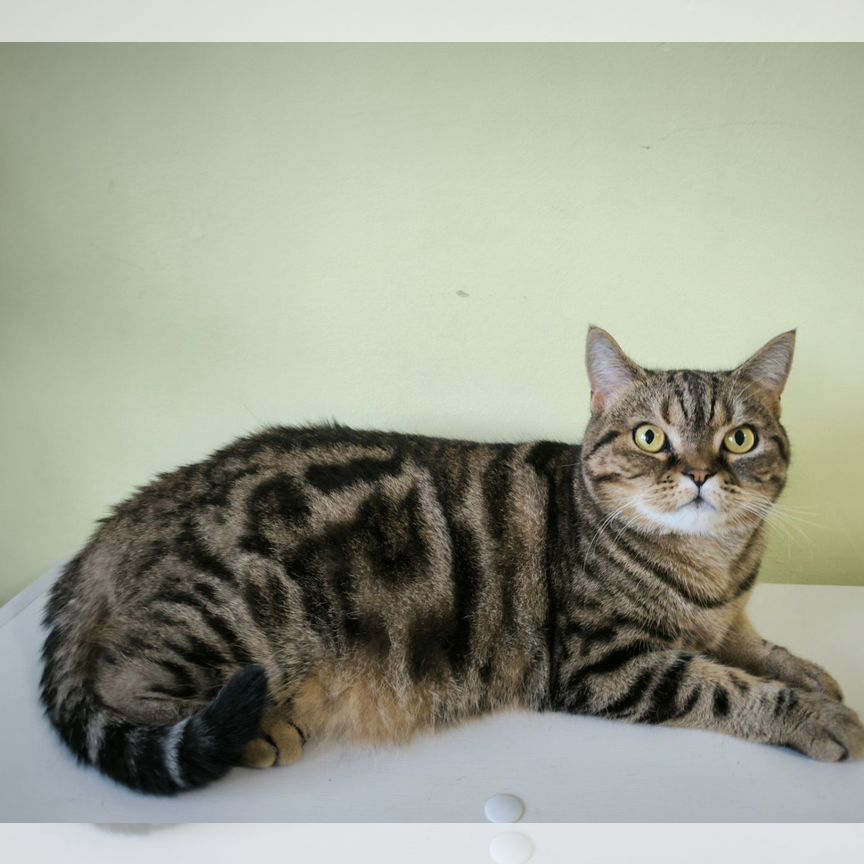 Британская кошка