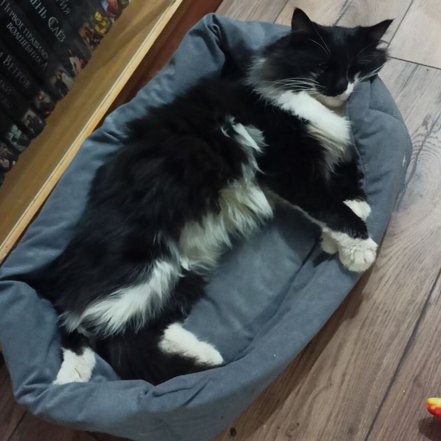 Взрослый кот в добрые руки