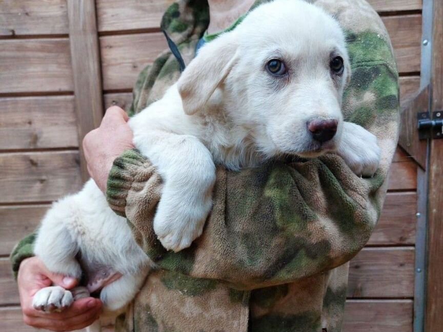 Щенок Глаша