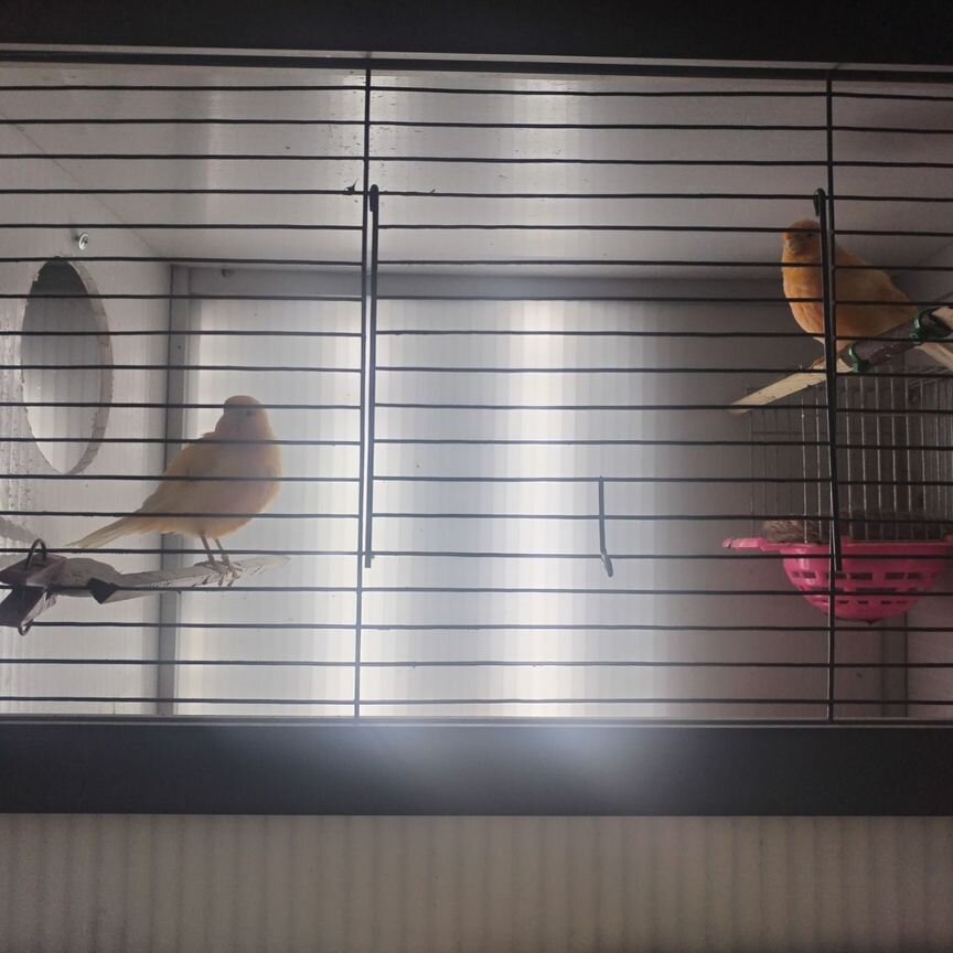 Кенара и канарейки