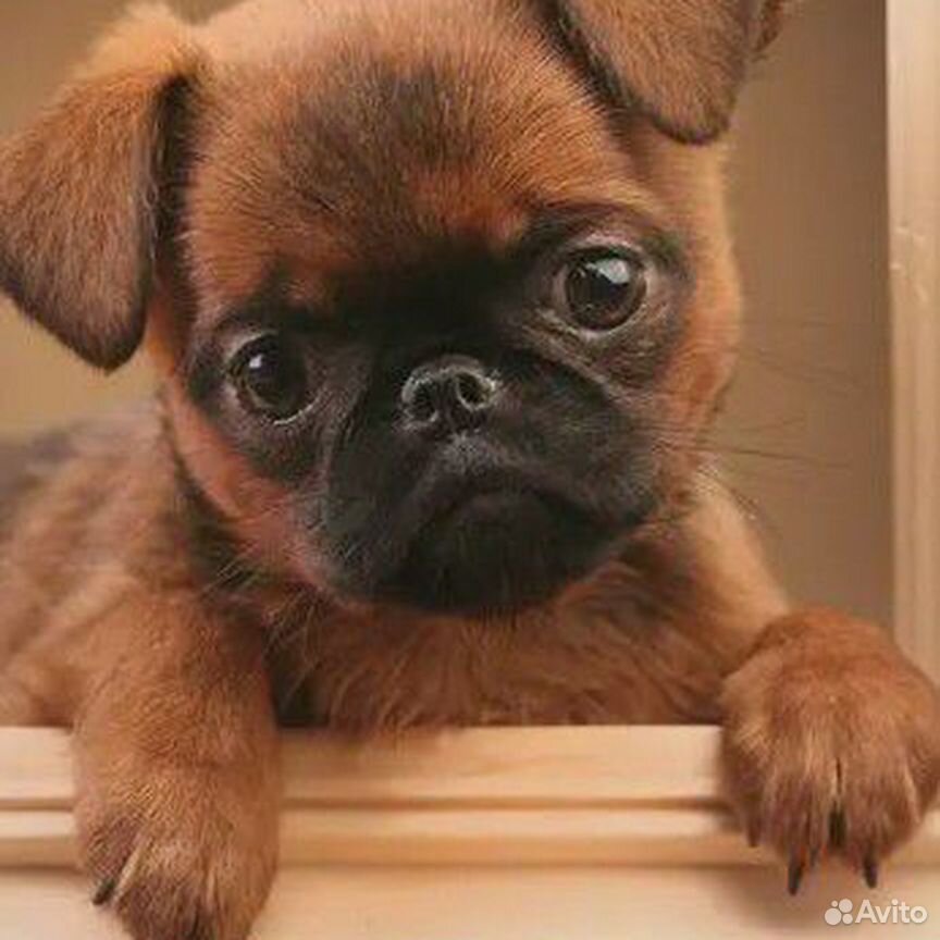 Пти брабансон вязка