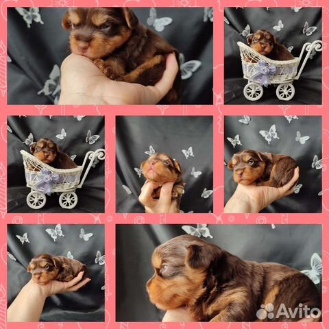 Шоколадный малыш