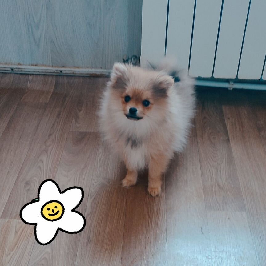 Шпиц
