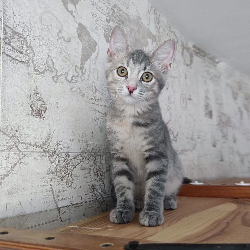 Котенок Принцесса Сольвейг. Окраска светлый дым