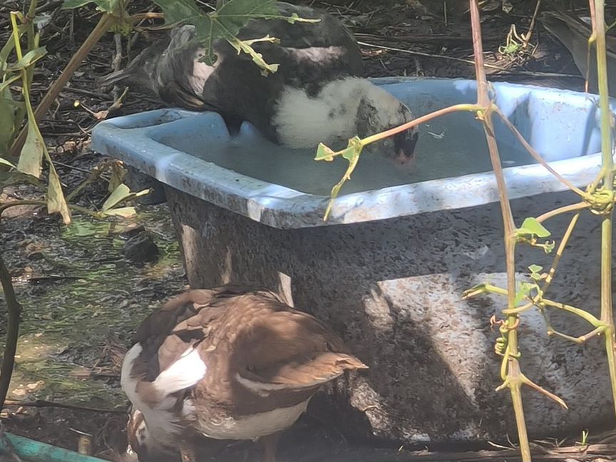 Индоутки и куры несушки