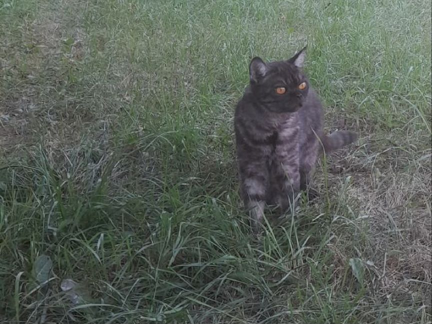 Кот британец ищет дом