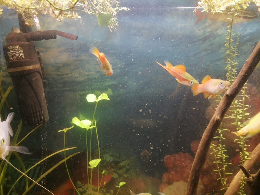 Продаю зеленых меченостцев