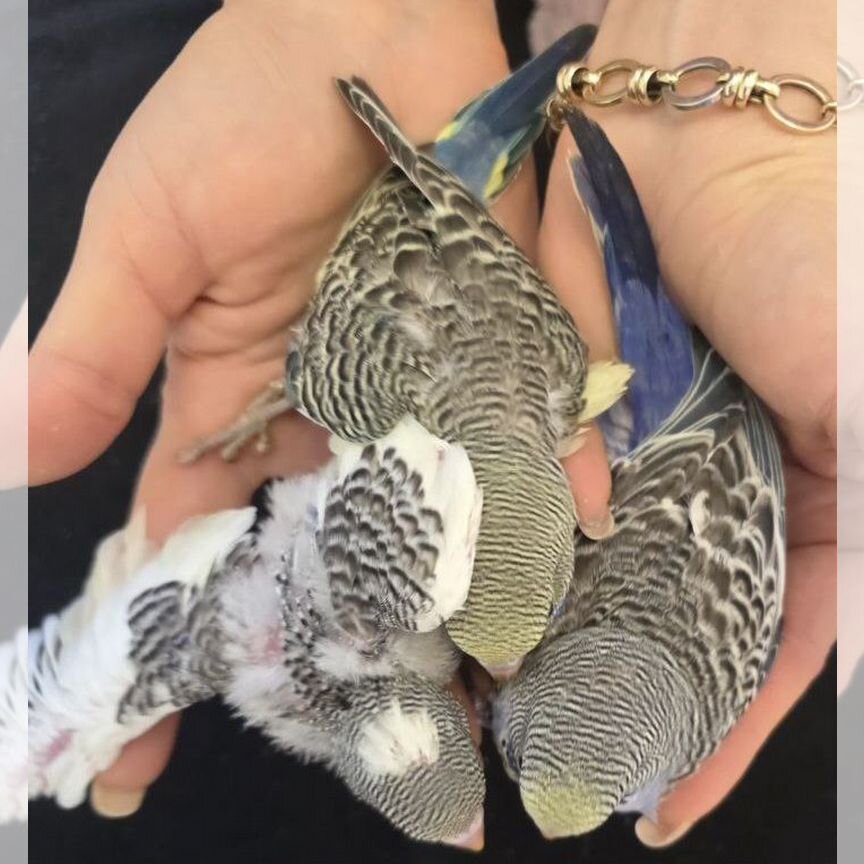 Волнистый попугай. Птенцы