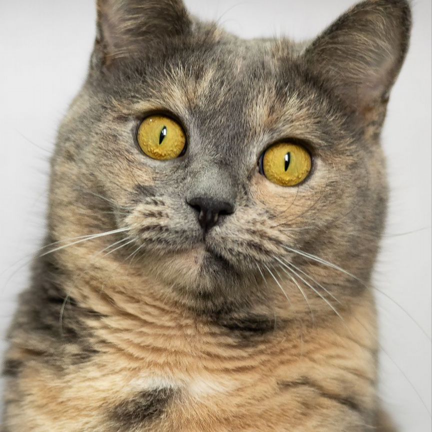 Кошечка ждёт семью