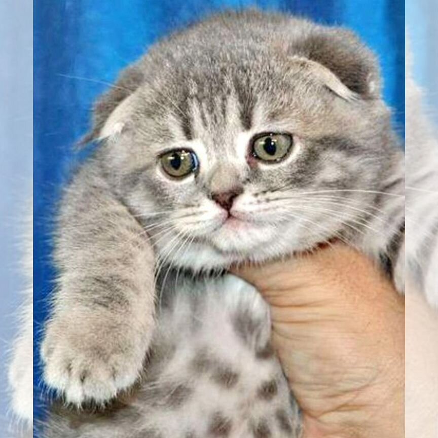 Элитные Вислоухие Котята