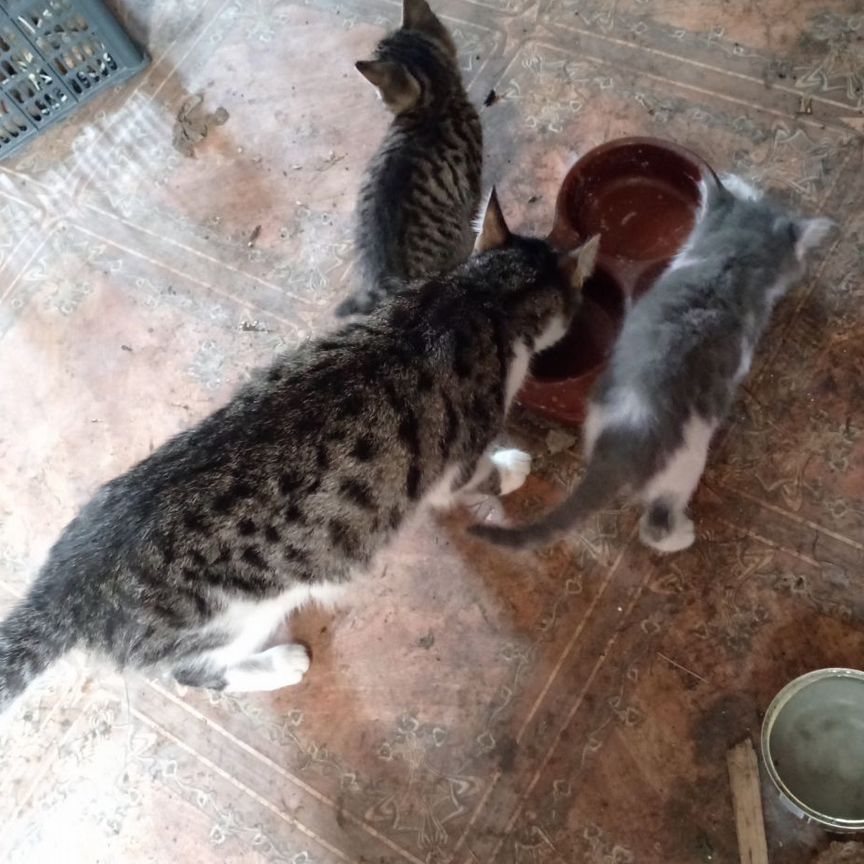 Котята в добрые руки