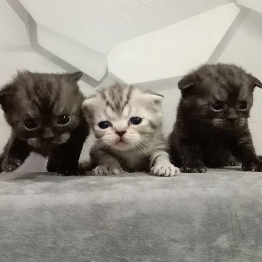 Шотландский вислоухий короткошёрстный котёнок
