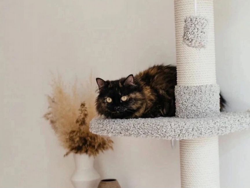 Кошечка Черри