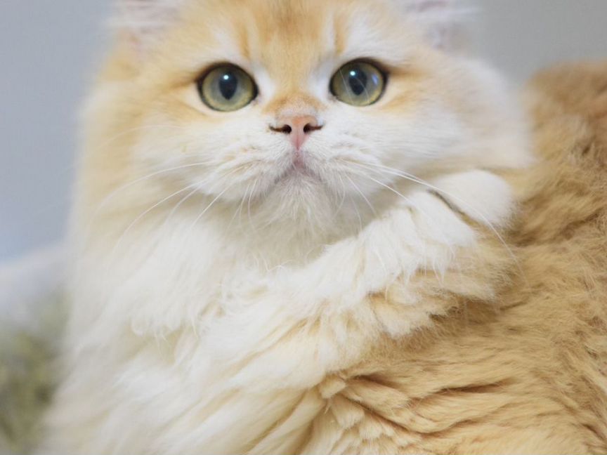 Золотая кошечка