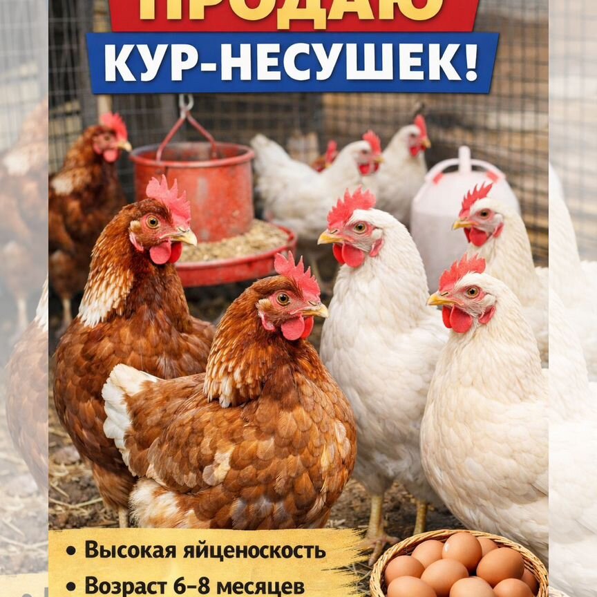 Куры несушки 10 1