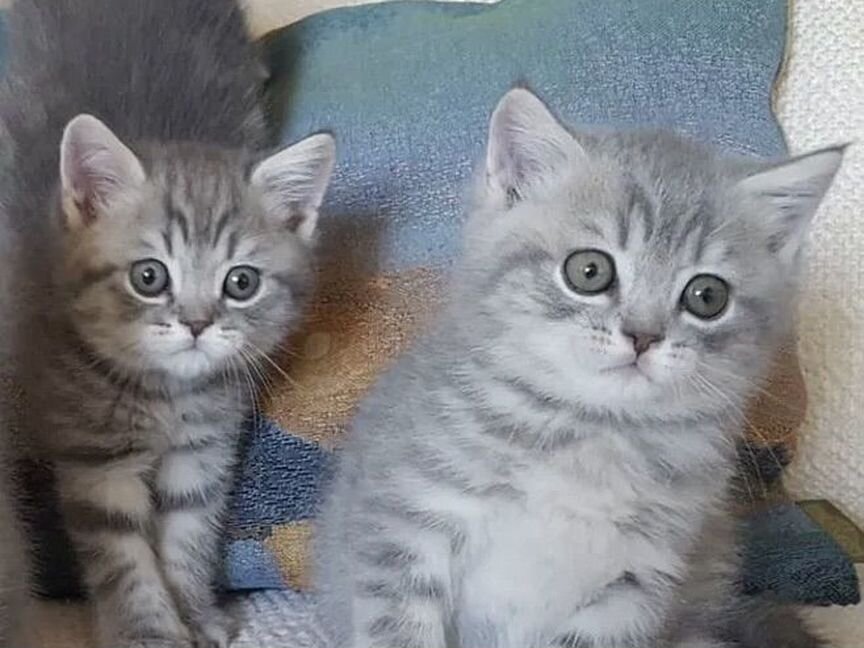 Британские котята