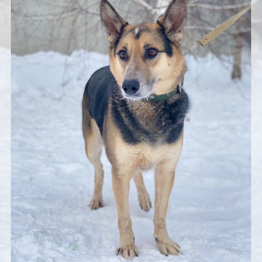 Взрослый пёс в добрые руки